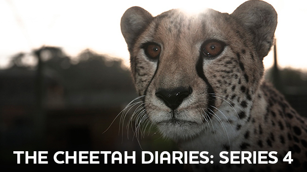 The Cheetah Diaries Series 4 | Power | Screenings | C21Media
