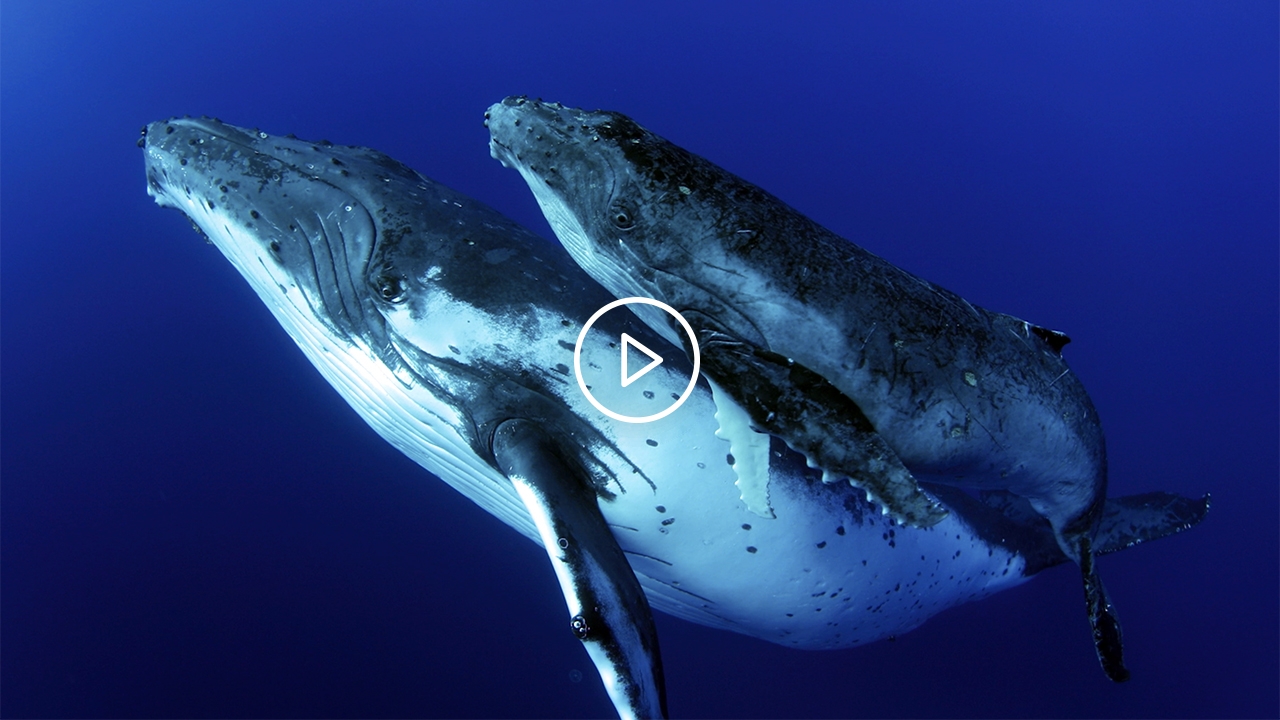 Whale Wisdom | Off the Fence | Screenings | C21Media