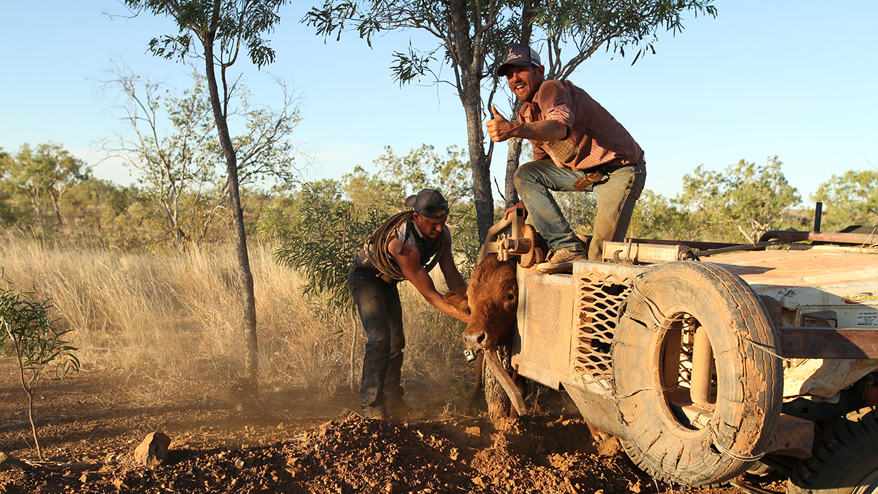 Aussie Bull Catchers Series 1 | DCD Rights | Screenings | C21Media