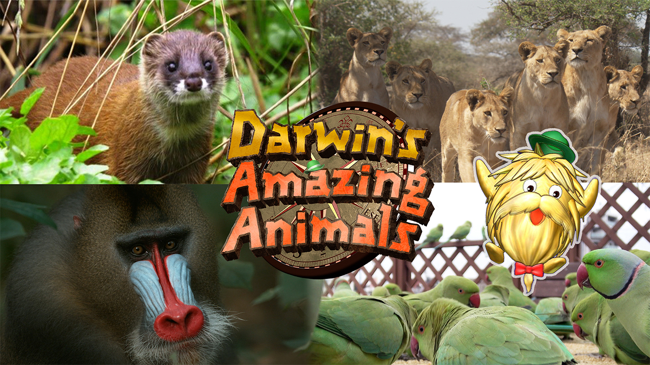 Darwin's Amazing Animals | NHK/NHK Enterprises, Inc. | Screenings ...