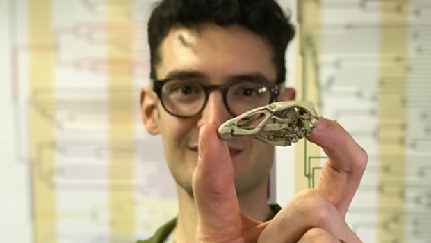 Pernel Media uncovers 'wonderchicken' fossil discovery in exclusive ... Pernel Media uncovers 'wonderchicken' fossil discovery in exclusive ...