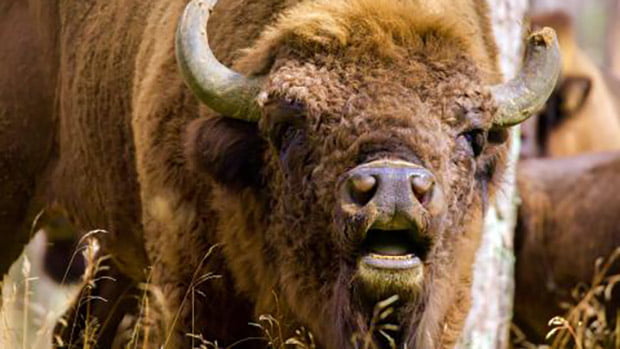 German prodco Doclights renews pact with ZDF Studios, unveils trio of ...