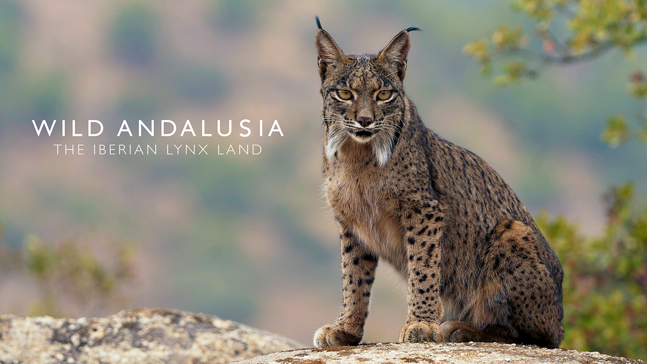 Wild Andalusia. The Iberian Lynx Land | Wild Stories | Screenings | C21Media