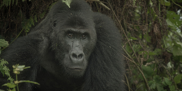 Xumo, ORF, UR, YLE among first buyers of Off the Fence doc Silverback ...