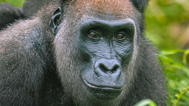 BBC commissions Parenthood in Silverback Films natural history doc ...