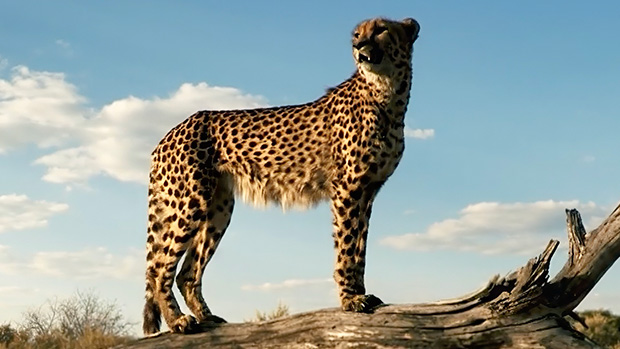 ZDF Studios takes Big Media’s Wild Science nature series | News | C21Media