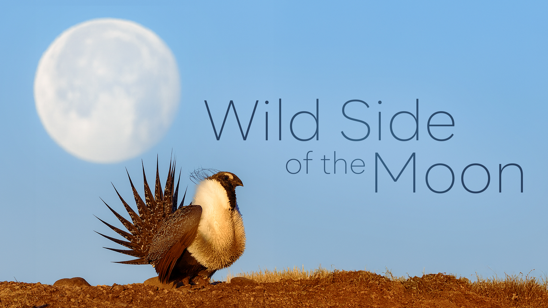 Wild Side Of The Moon | Blue Ant Studios | Screenings | C21Media