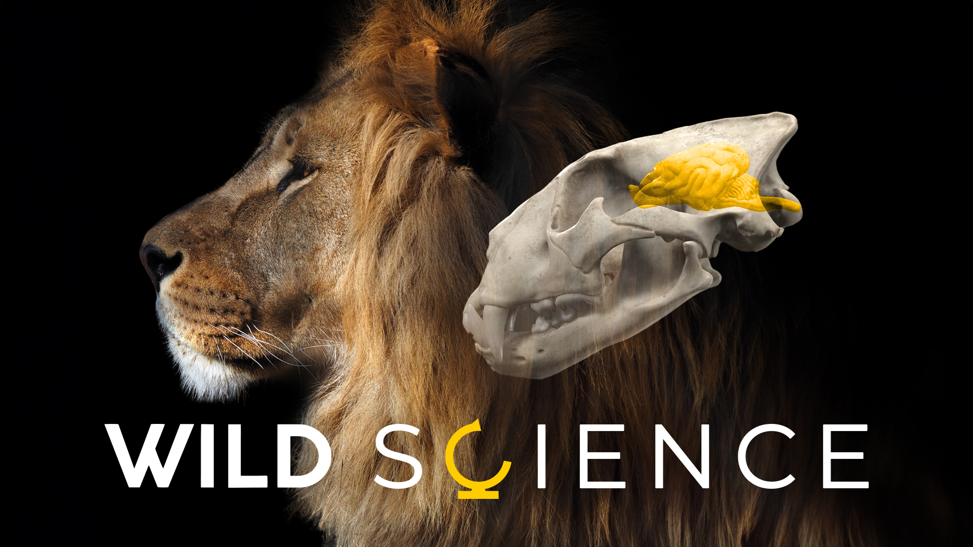 Wild Science | Blue Ant Studios | Screenings | C21Media