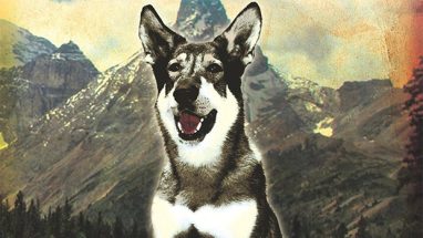 Crave orders reimagined version of The Littlest Hobo from Lionsgate ...